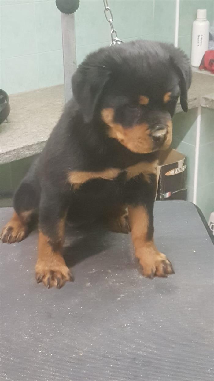 ROTTWEILER