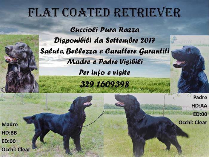 CUCCIOLI FLAT COATED RETRIEVER