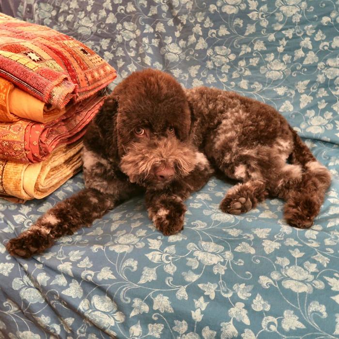 LAGOTTO ROMAGNOLO