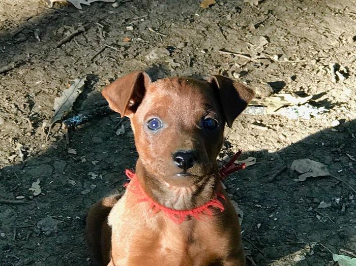 PINSCHER NANO