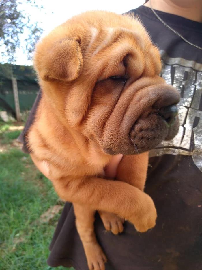 ULTIME 3 CUCCIOLE SHAR-PEI