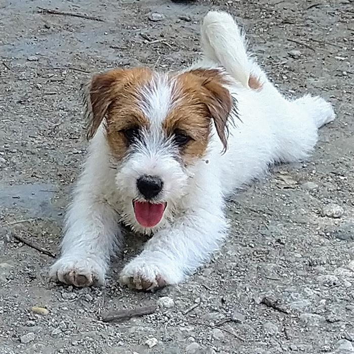 CUCCIOLI DI JACK RUSSEL TERRIER