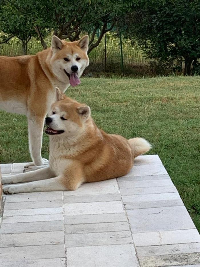 CUCCIOLI DI AKITA INU