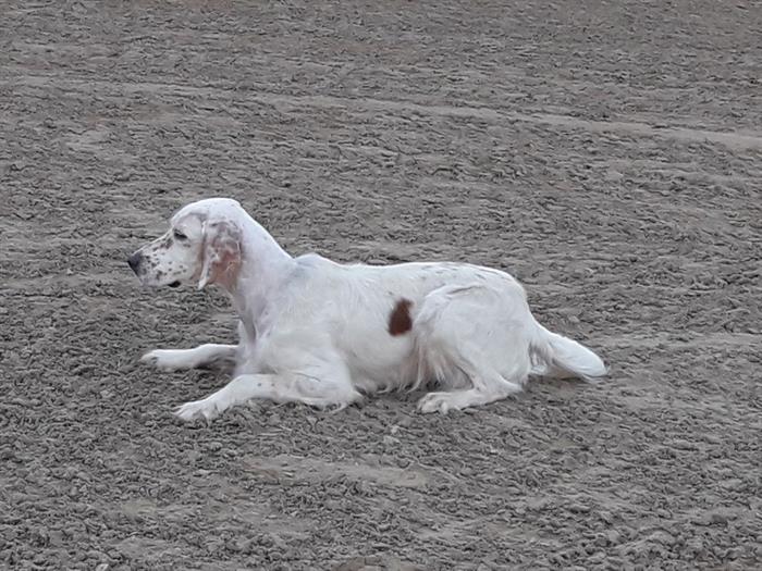 SETTER INGLESE IN ADOZIONE