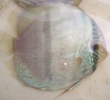 Discus wild