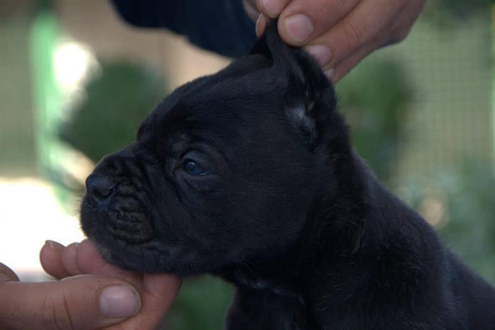 CANE CORSO