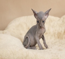 Gattini Sphynx registrati