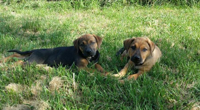 DUE CUCCIOLE IN ADOZIONE: SAFIRIA E SIRIA