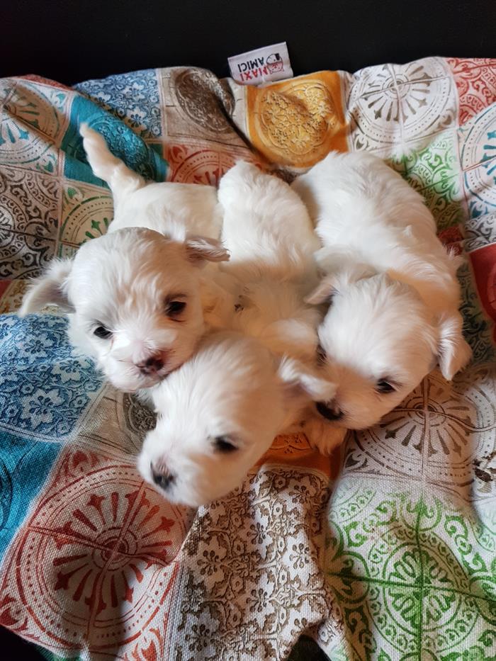 CUCCIOLI MALTESE