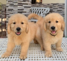 Bellissimi cuccioli di Golden Retriever.Whatsapp/Viber +48785742139