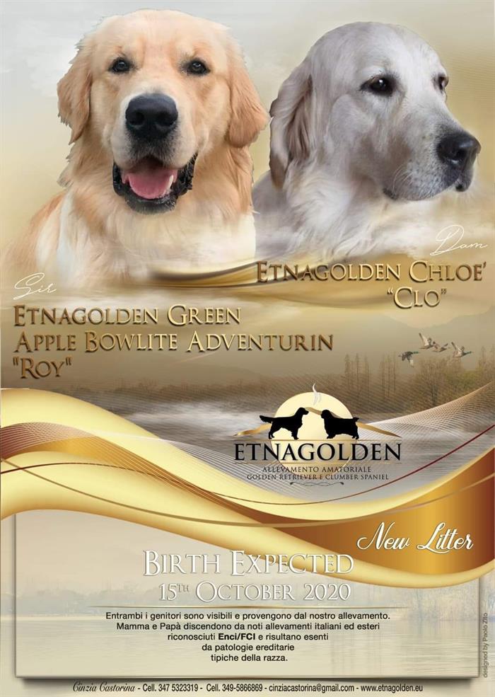 MAGICI CUCCIOLI DI GOLDEN RETRIEVER D`ORO