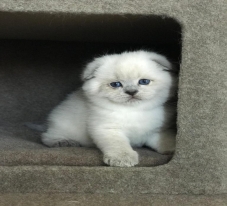 Cucciolo Scottish Fold BLUE POINT