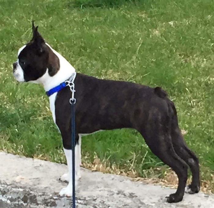 BOSTON TERRIER