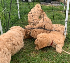 Vendo cuccioli di barboncino giocattolo addestrati con vasino