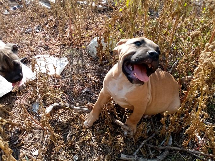 CUCCIOLI AMERICAN BULLY