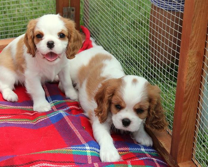 CUCCIOLI CAVALIER KING CHARLES