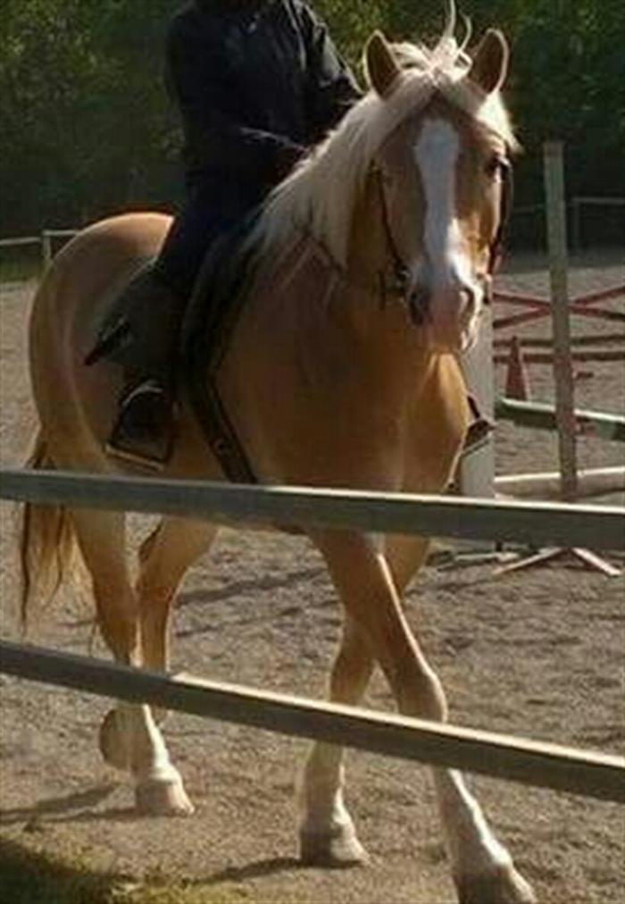 HAFLINGER DI 6 ANNI