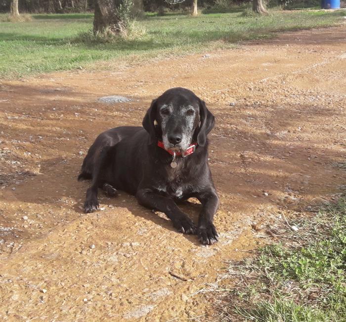 NERONE UN MUSETTO DOLCE E IMBIANCATO DAL TEMPO