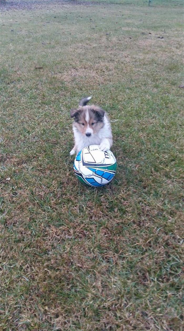 FEMMINA COLLIE COLORE FULVO