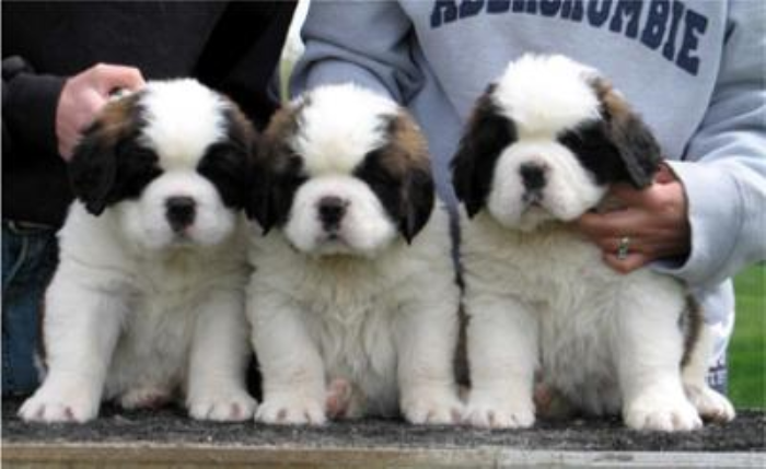 CUCCIOLI DI SAN BERNARDO