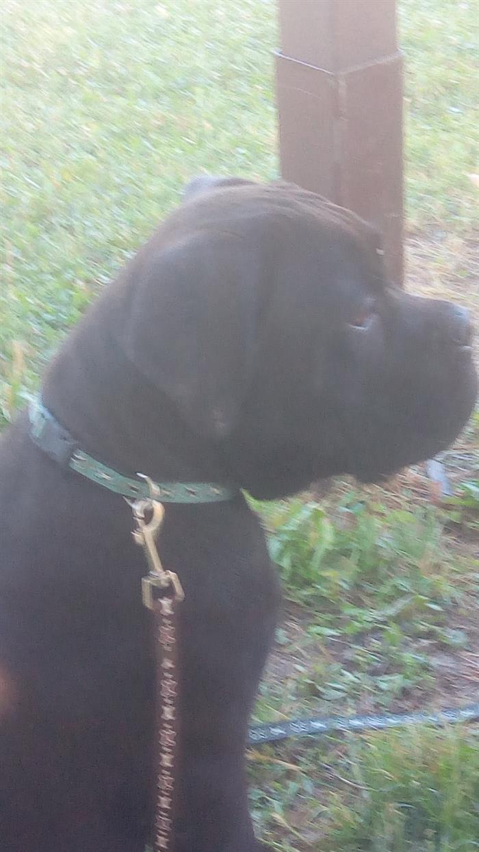 CANE CORSO