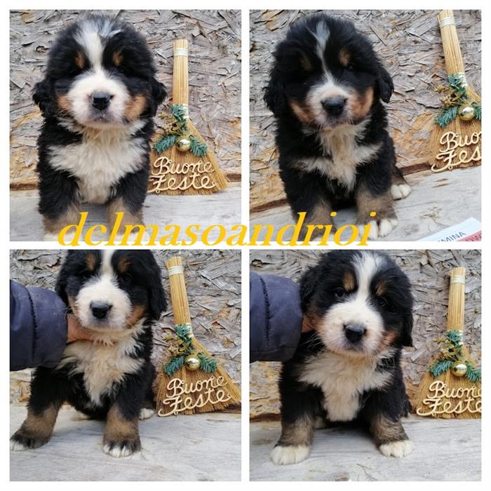 BOVARO DEL BERNESE CUCCIOLI CON PEDIGREE