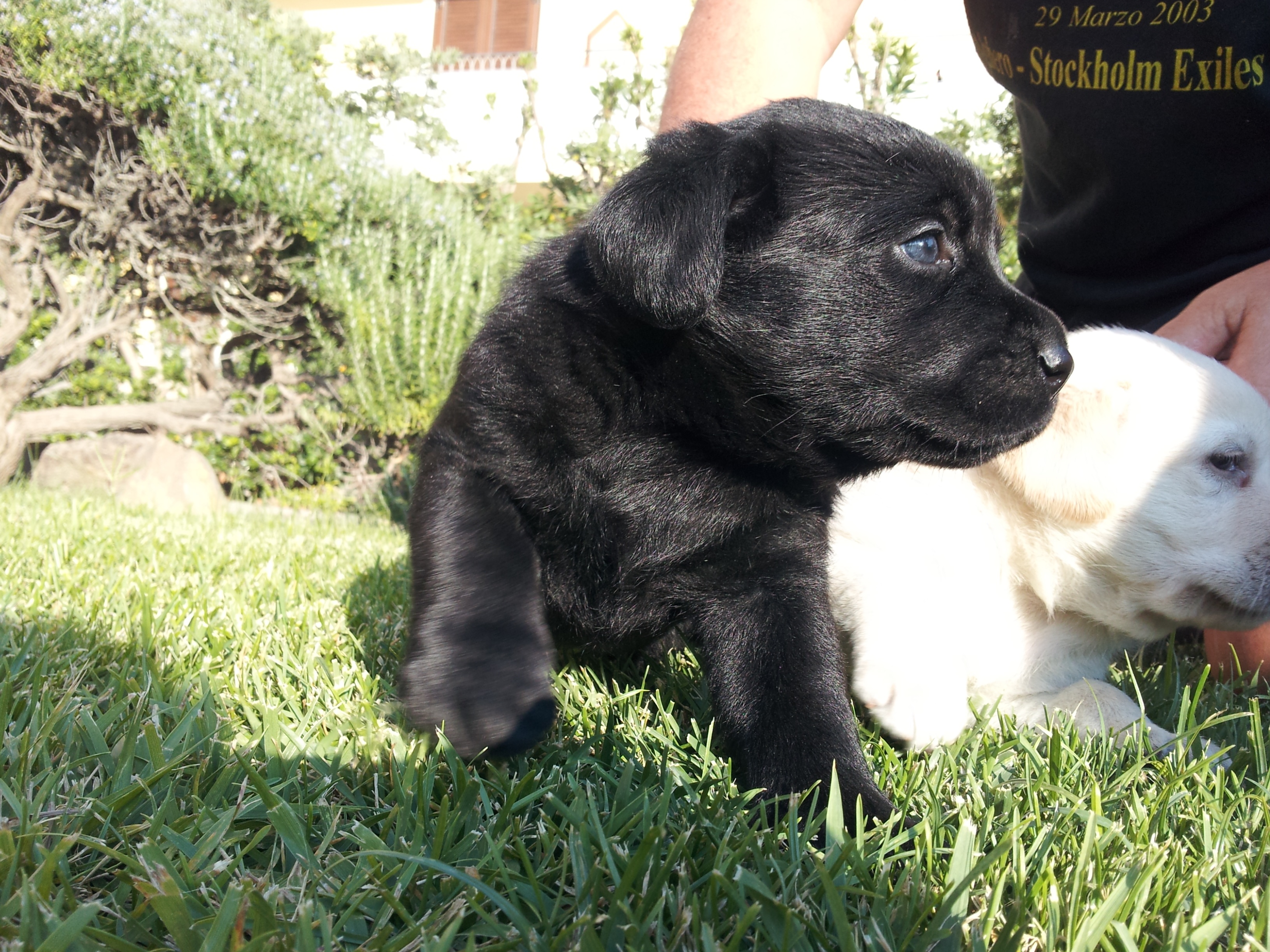 CUCCIOLI LABRADOR RETRIVER