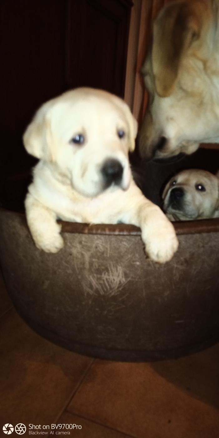 LABRADOR CUCCIOLI ITALIANI