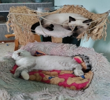 Gattini incrocio ragdoll con siamese