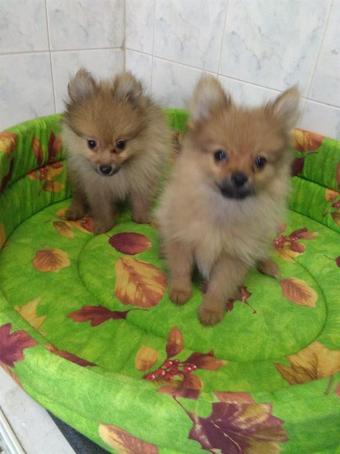 VOLPINO DI POMERANIA CUCCIOLI