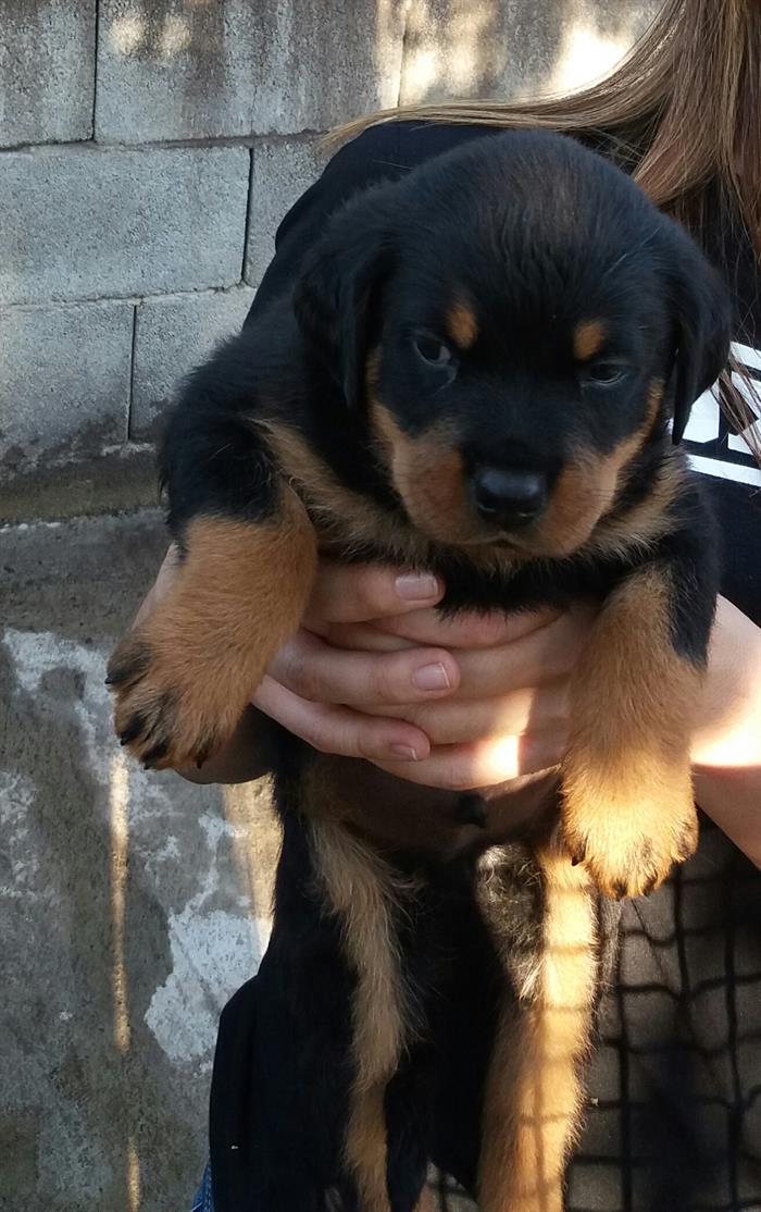 VENDESI CUCCIOLI DI ROTTWEILER