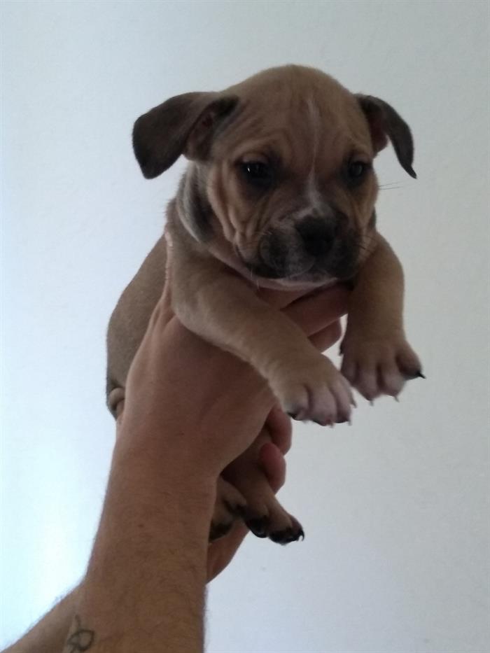 CUCCIOLI DI AMERICAN BULLY