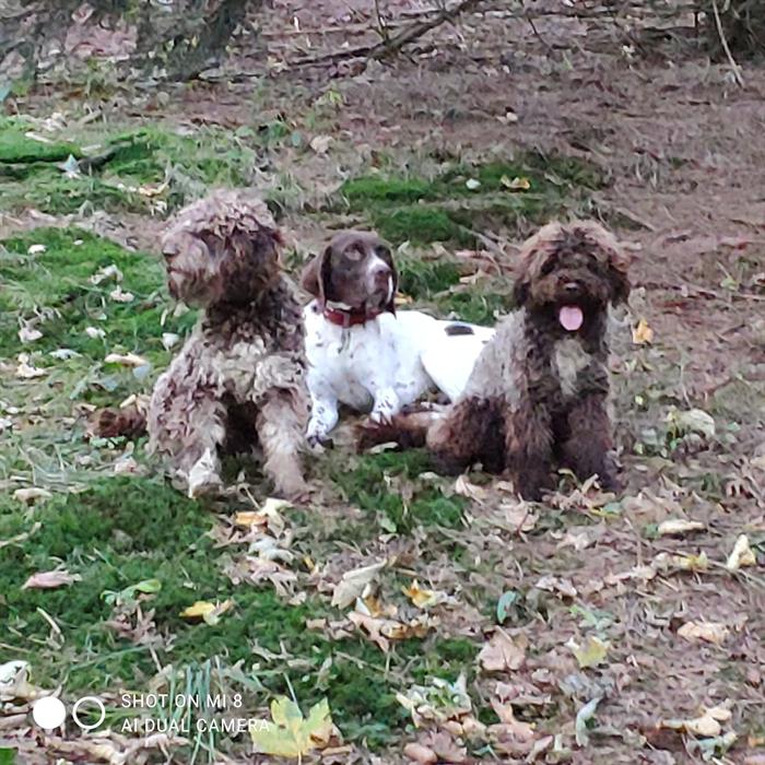 BRACCO POINTER LAGOTTI DA FUNGHI PORCINI E TARTUFI