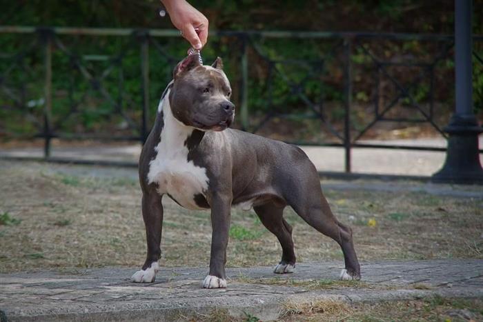 CUCCIOLA AMERICAN STAFFORDSHIRE TERRIER