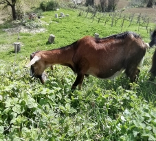 Capra femmina