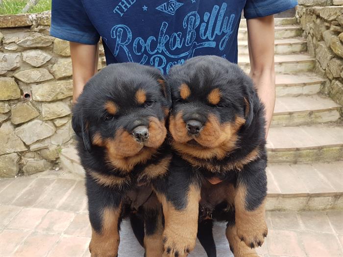 ROTTWEILER CUCCIOLA