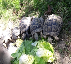 Tartarughe Testudo hermanni THB maschi nati nel 2011