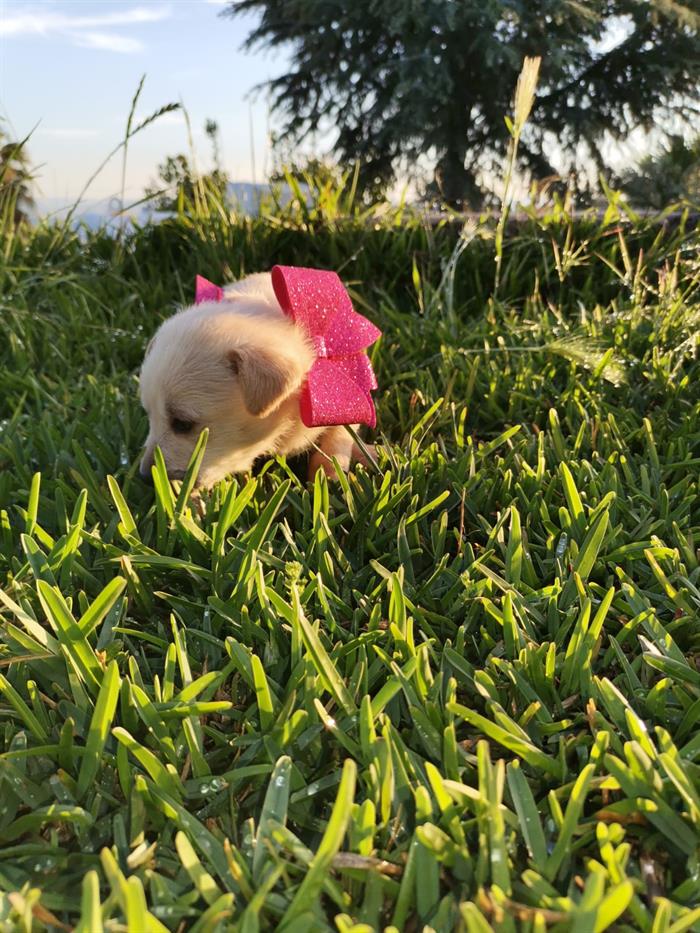 METICCI LABRADOR REGALO