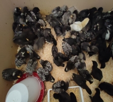 PULCINI CEMANI E AMROCK DI 35 GIORNI 15 EURO