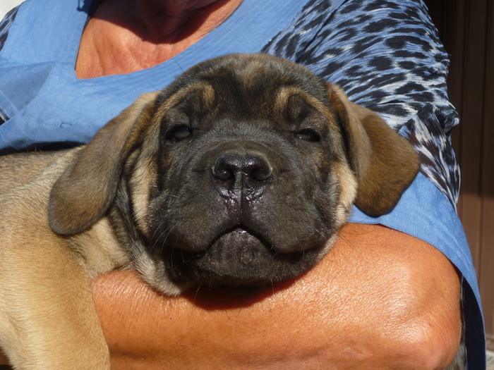 CANE CORSO CUCCIOLI SELEZIONATI