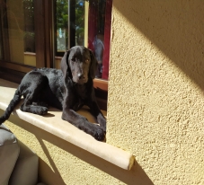 Magnifica cucciola di 6 mesi addestrabile da tartufo