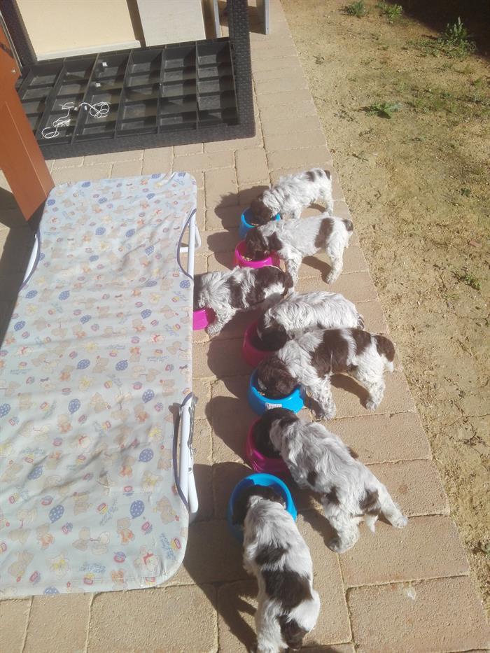 CUCCIOLI LAGOTTO ROMAGNOLO