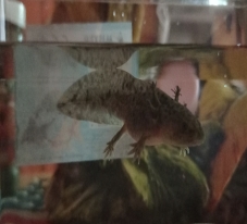 Vendo axolotl