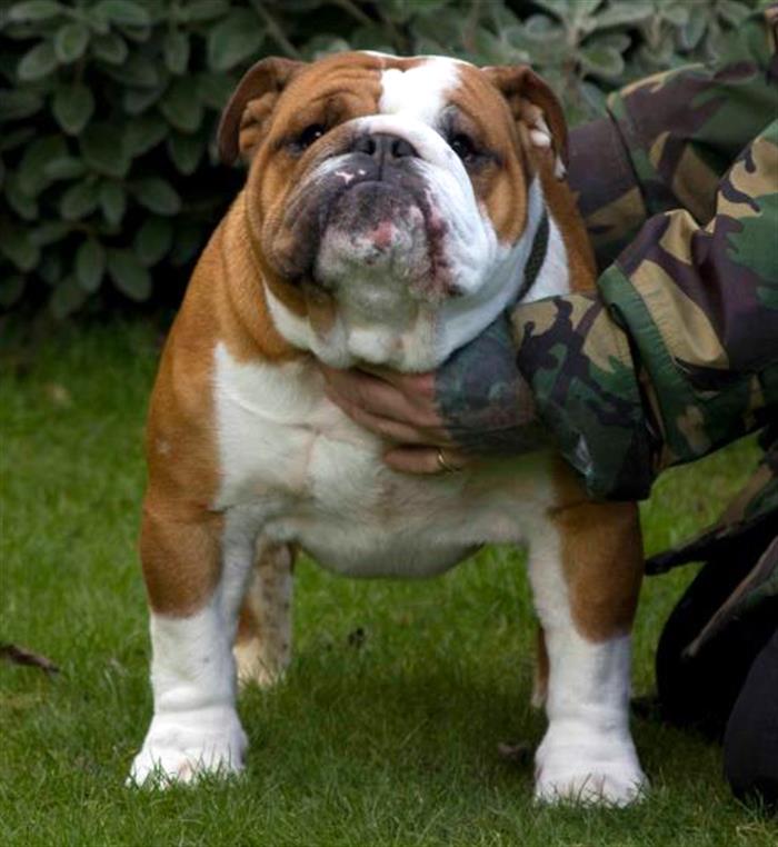 BULLDOG INGLESI CUCCIOLI