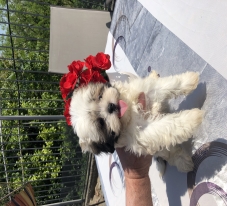 Maltese Shitzu toy