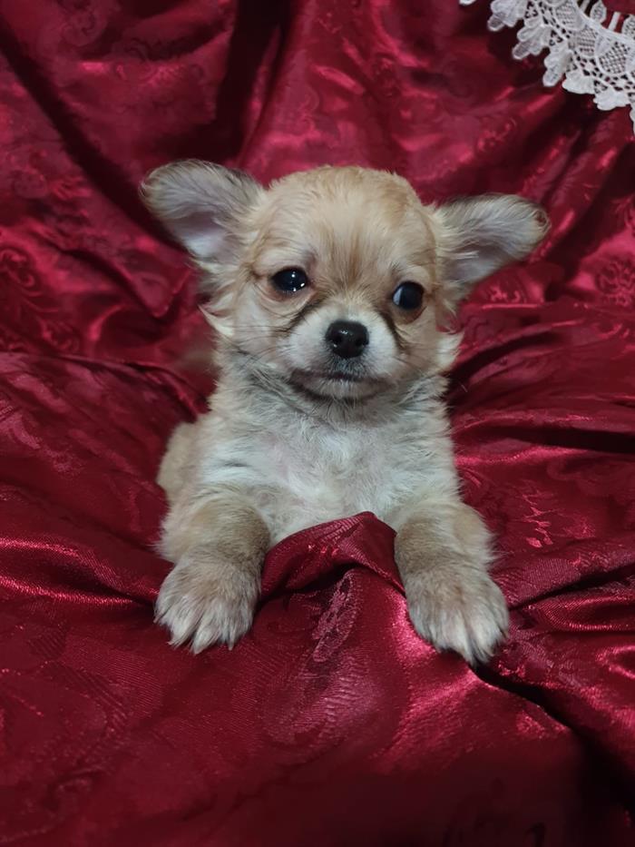 CHIHUAHUA PELO LUNGO