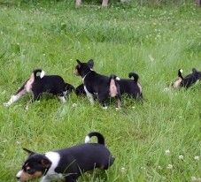 Vendo cuccioli di Basenji