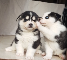 Bellissimi cuccioli di husky bianchi e scuri!! A disposizione