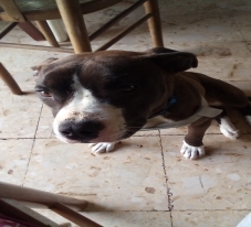 Regalo Pitbull femmina 1 anno