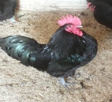 Uova feconde di australorp nera 